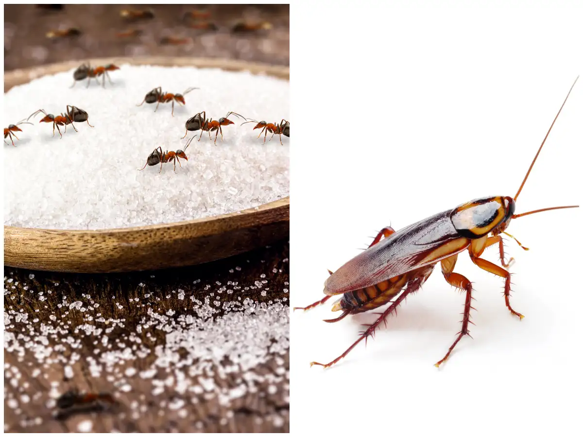 How To Remove Cockroach And Ants, വീട്ടില്‍ നിന്നും പാറ്റയേയും ...