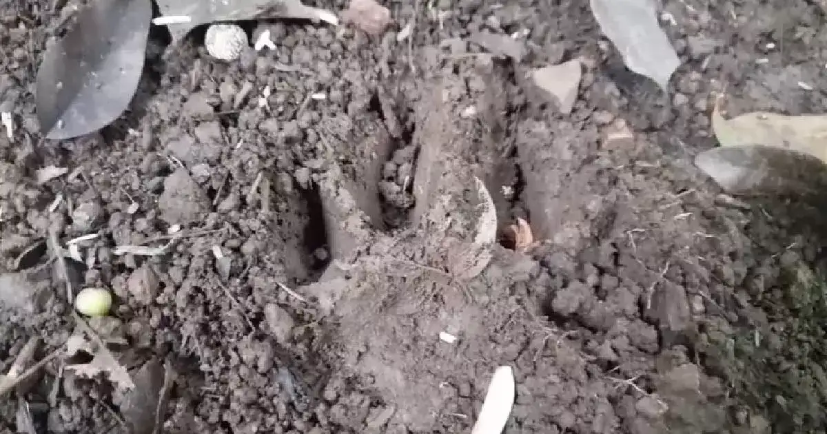 Tiger Wayanad,വീട്ടുമുറ്റത്ത് വരെ കടുവയെത്തുന്നു; പരിഭ്രാന്തരായി ...