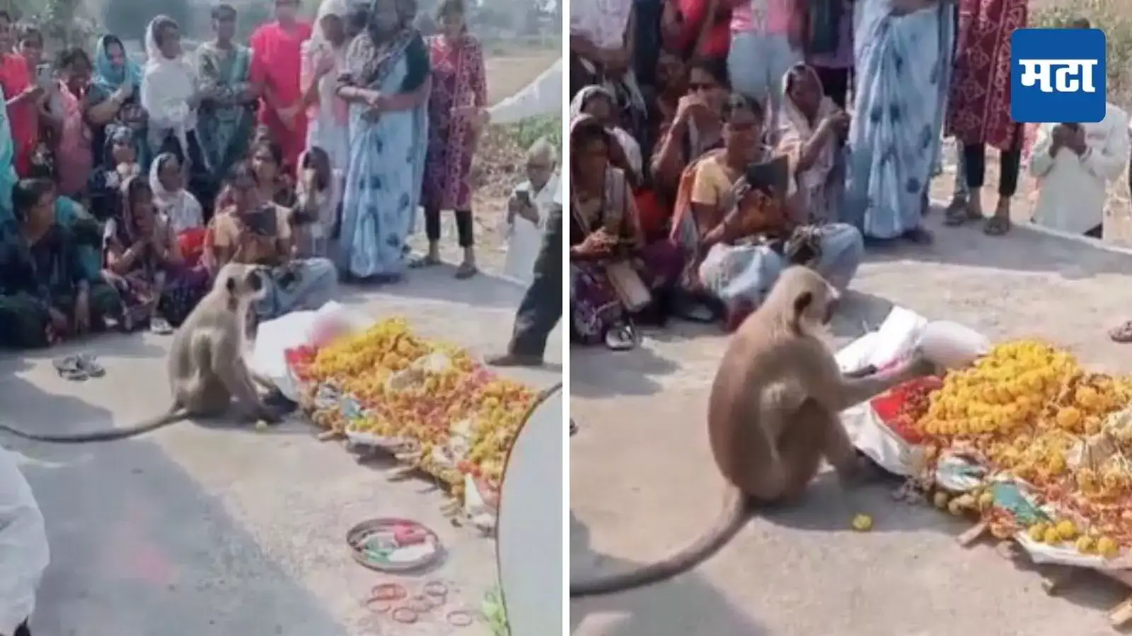 चमत्कार की साक्षात्कार! महिलेच्या अंत्यविधीला वानर अवतरलं, नमस्कार केला ...
