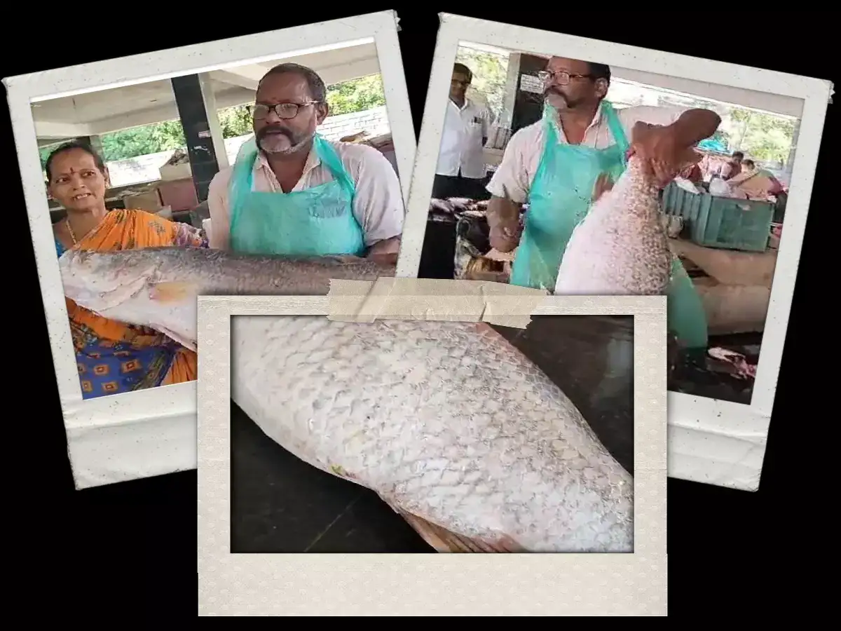 Godavari,వలలో చిక్కిన ‘పండుగప్ప’ చేప.. రుచిలో రారాజు, దంపతులు ఎంతకు ...