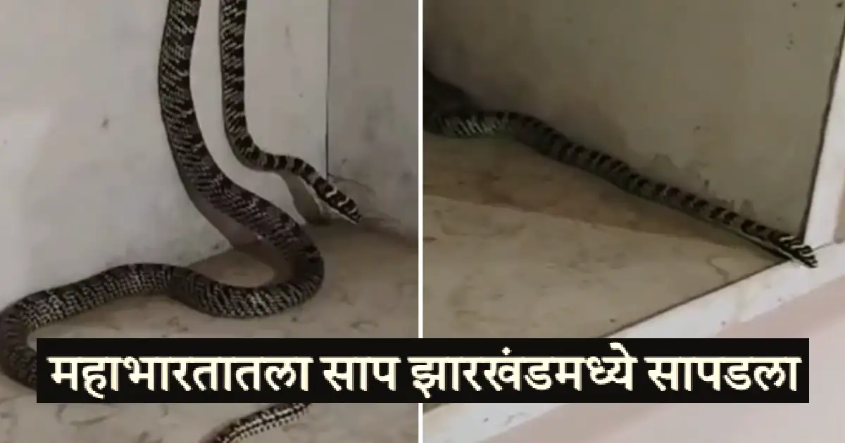 Ornate Flying Snake Found in Jharkhand Ranchi Video Viral | रांचीमध्ये ...