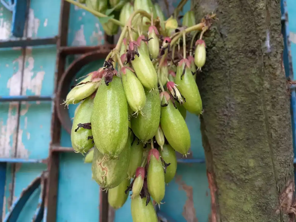 Health Benefits Of Bimbli Fruit,വറ്റിച്ച ഇരുമ്പന്‍ പുളി വെള്ളം ...