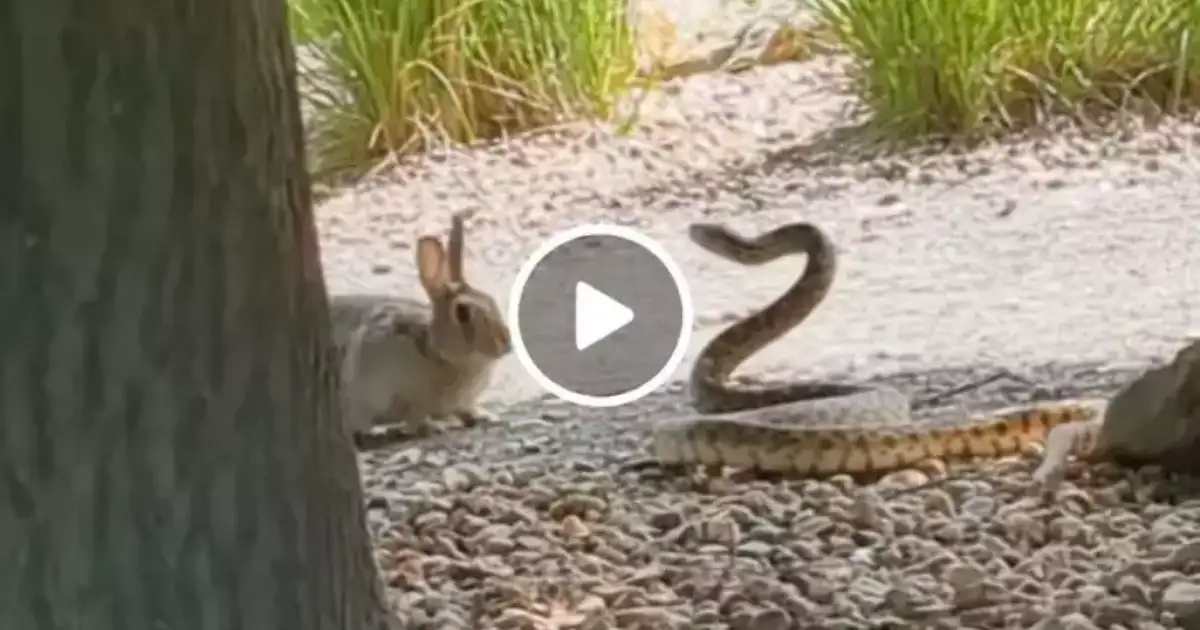 Rabbit Fight with Snake Video Goes Viral - सशाला मारण्यासाठी सापानं ...