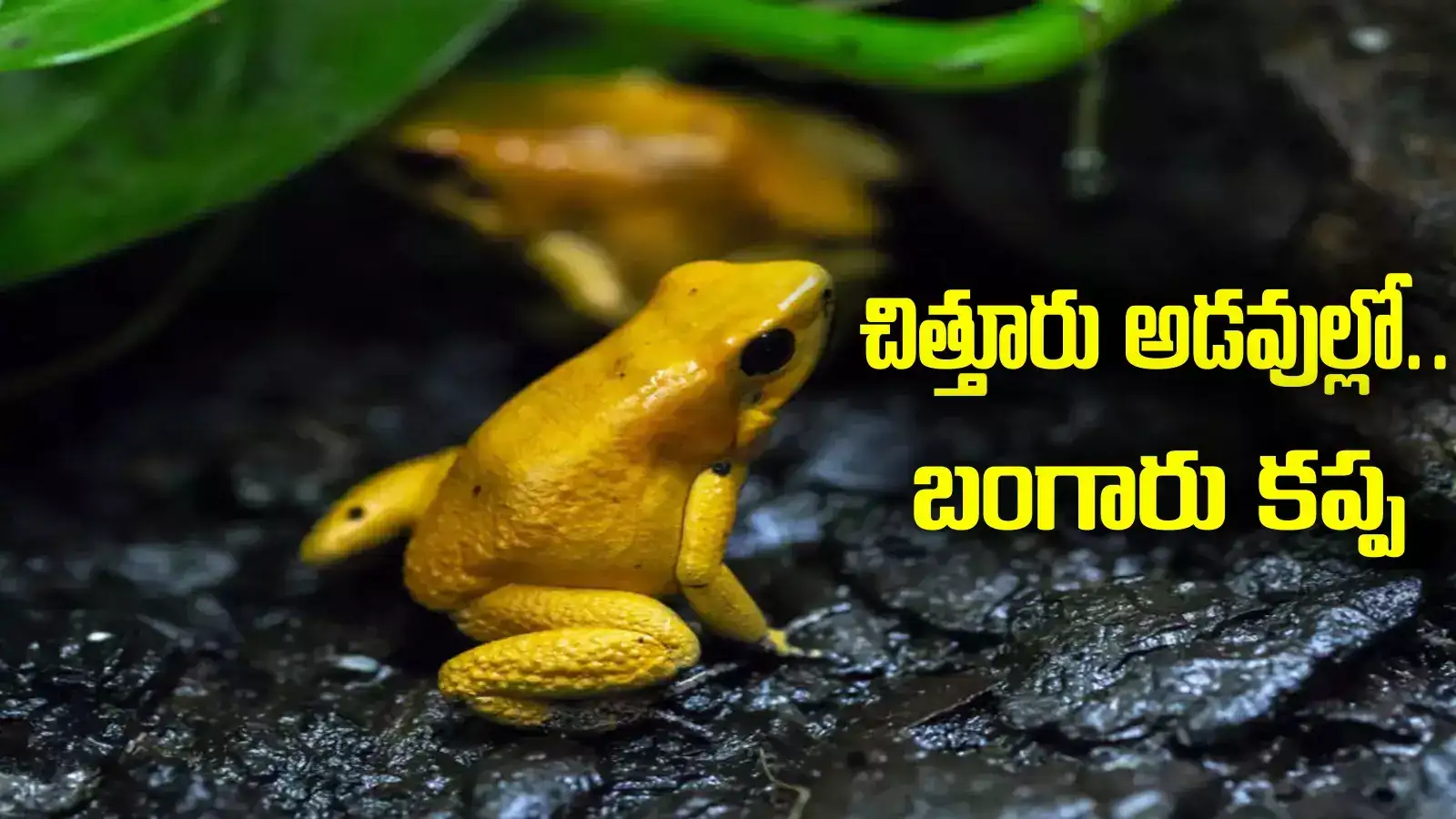 Golden Frog In Palamaner,చిత్తూరు జిల్లాలో అరుదైన బంగారు కప్ప.. పలమనేరు ...