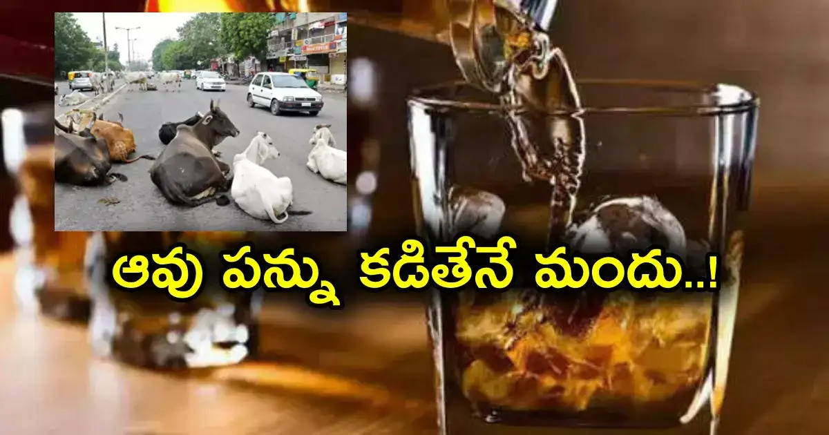Cow Cess,Himachal Budget: మందుబాబులకు షాక్.. మద్యంపై ఆవు పన్ను.. ఒక్కో ...