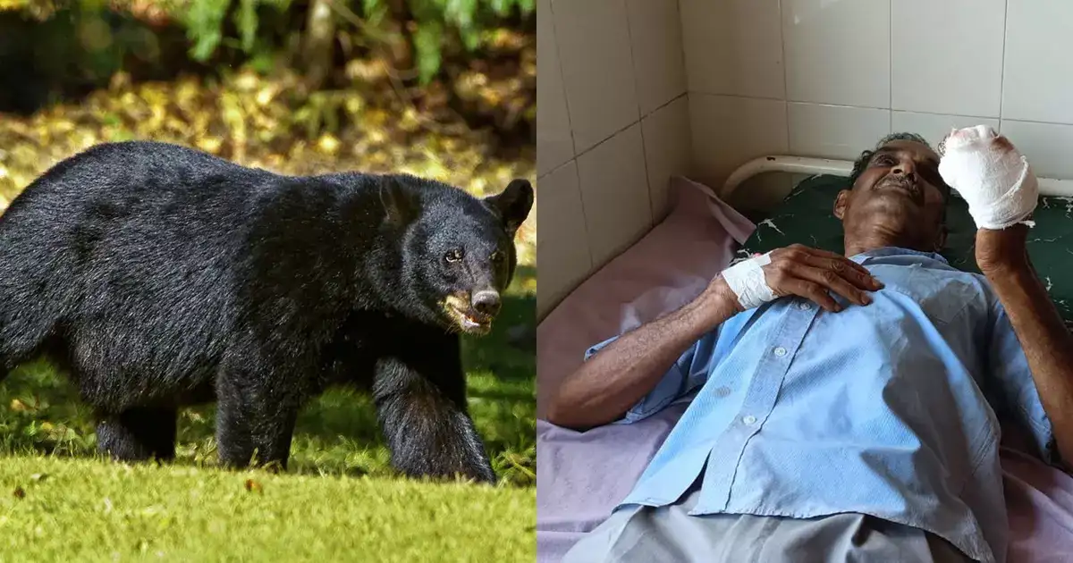 Bear In Vakeri,കരടിപ്പേടിയിൽ വാകേരി: കർഷകനെ ആക്രമിച്ചു; കൂട് വെച്ച് ...