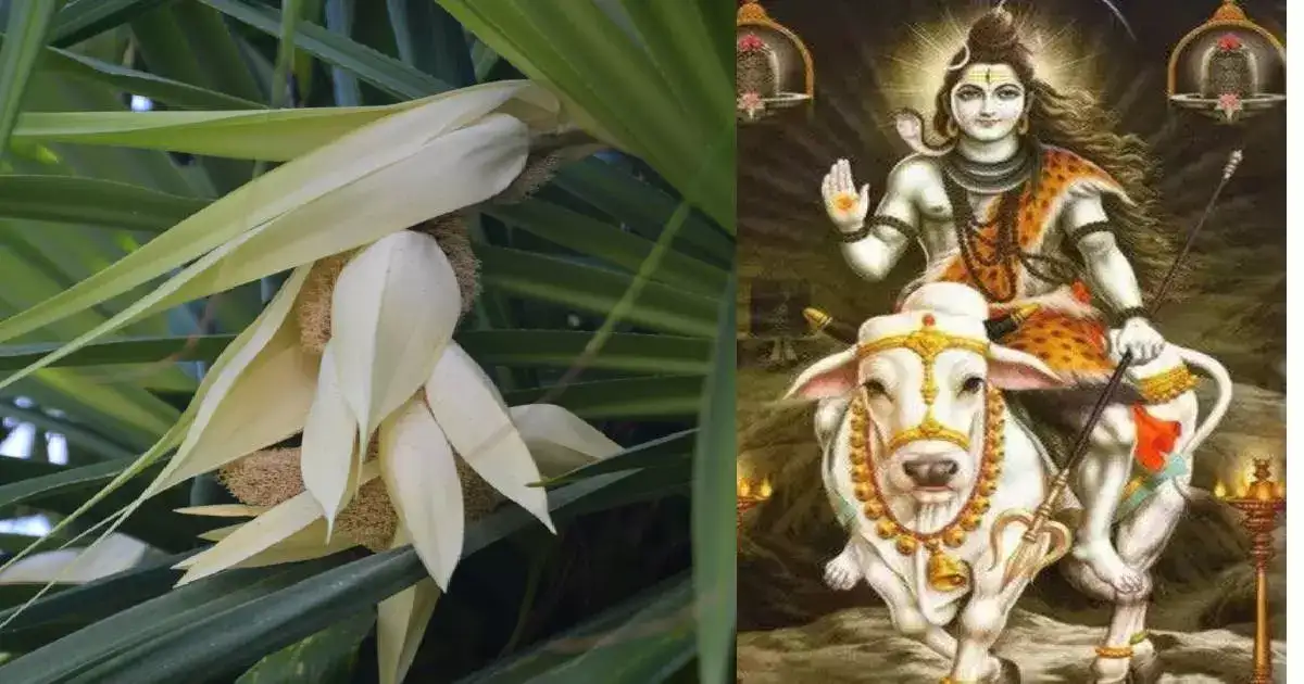 MahaShivratri Puja,மகா சிவராத்திரி ஸ்பெஷல் : சிவ பூஜையில் தாழம்பூ ...