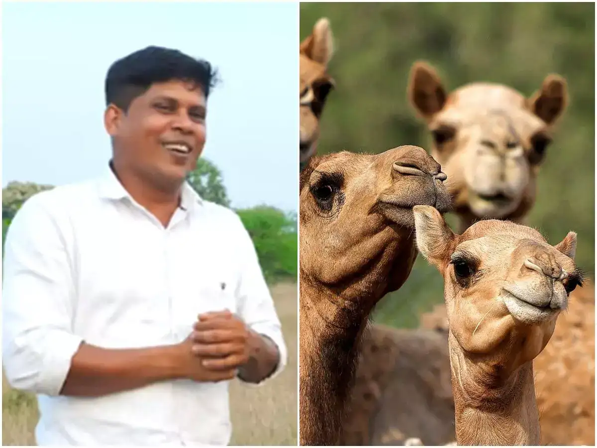 Firoz Chuttipara Camel Fry Video,ഒട്ടകത്തെ തട്ടാൻ ഫിറോസ് ഷാർജയ്ക്ക് ...