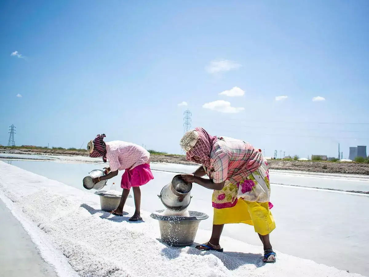 Salt Production,உப்பு உற்பத்தி அதிகரிப்பு.. உப்பள தொழிலாளர்களுக்கு ...
