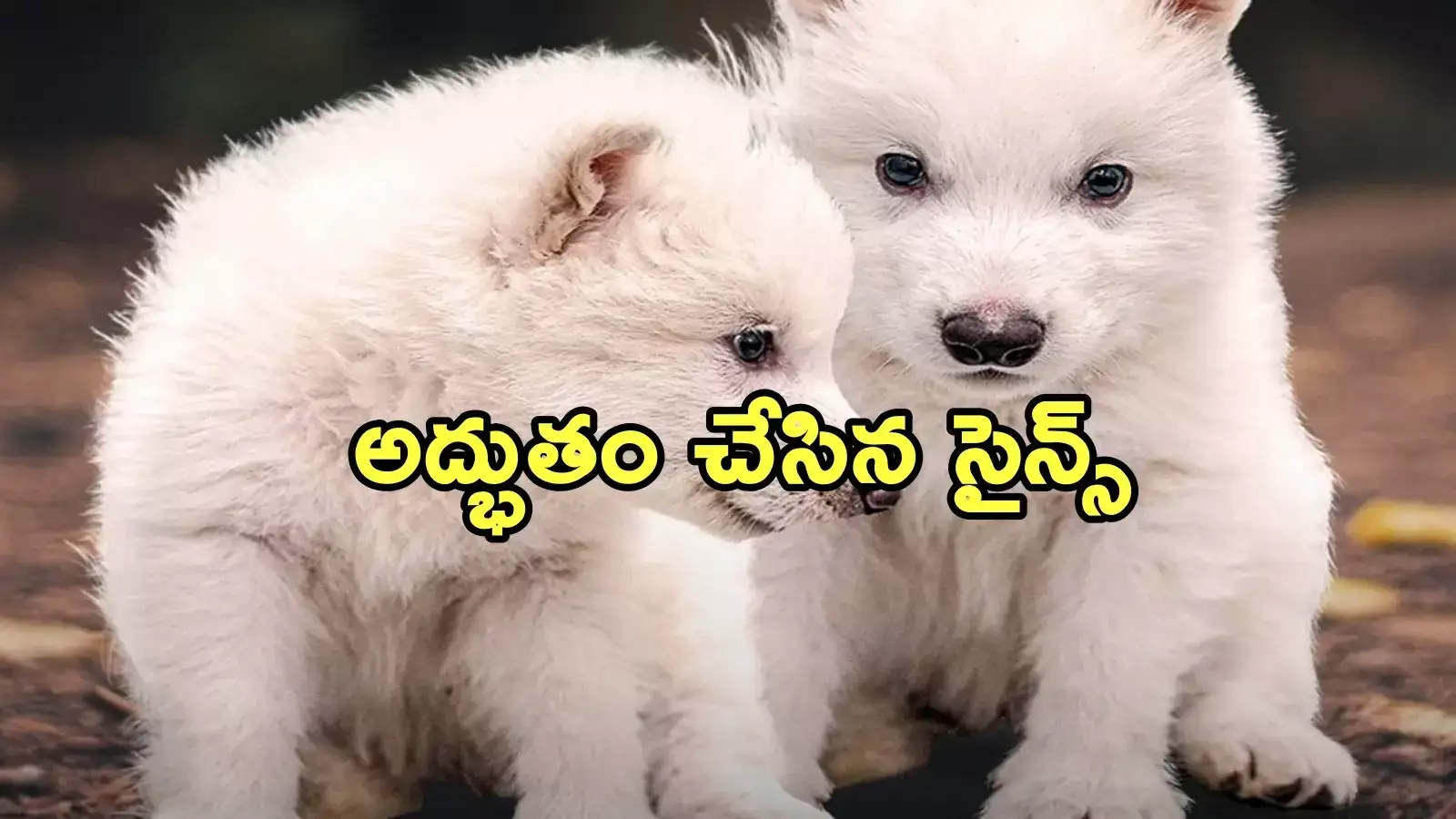 Colossal Biosciences Scientists Revived Dire Wolf : 12,500 ఏళ్ల కిందట ...