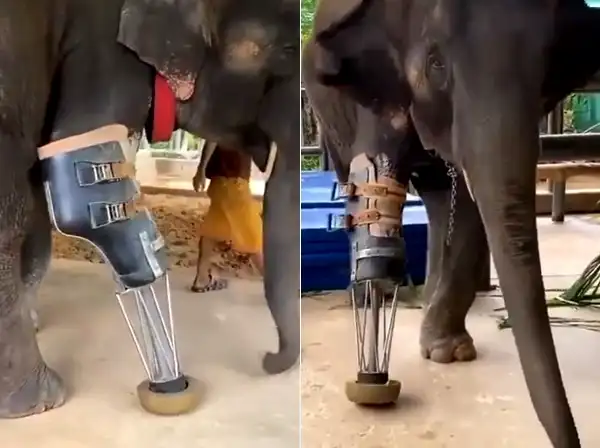 Elephants Walk Again Through Prosthetic Limbs Video Goes Viral