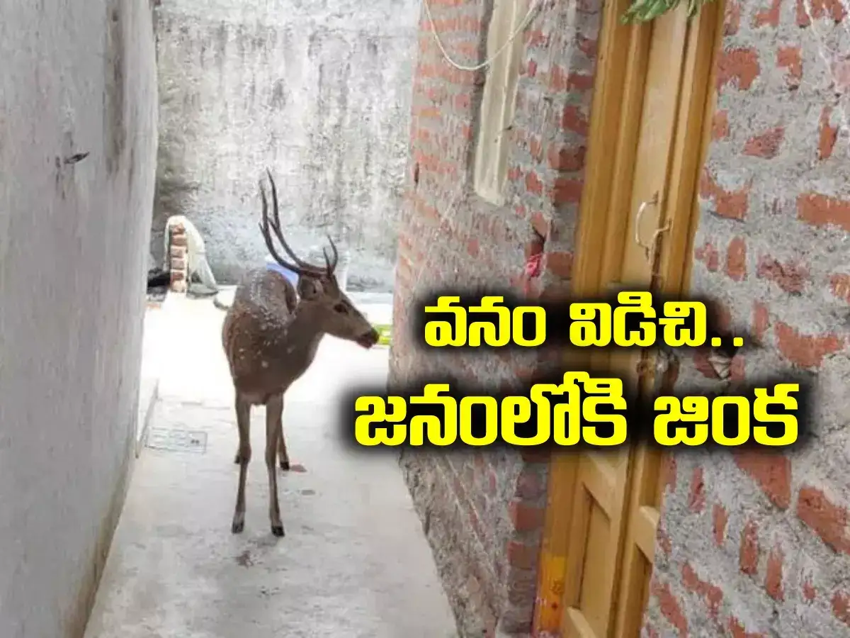 Deer In House,అడవిని విడిచి పట్టణంలోకి జింక.. ప్రాణ రక్షణ కోసం వీధుల్లో ...
