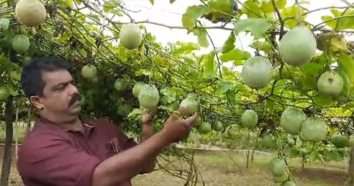 Wayanad Passion Fruit Cultivation,അതിർത്തി കടന്ന് മലയാളി കർഷകർ; ക ...