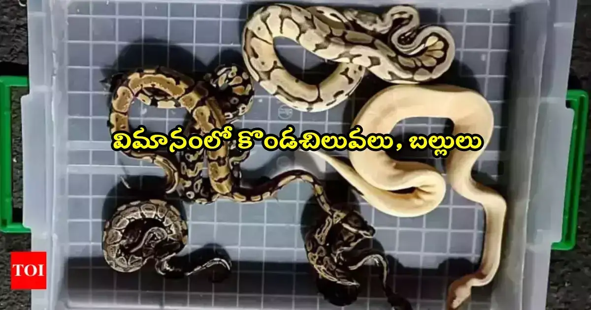 Trichy Airport,Python: వీడెవడండీ బాబు.. కొండచిలువలు, బల్లులతో విమానం ...