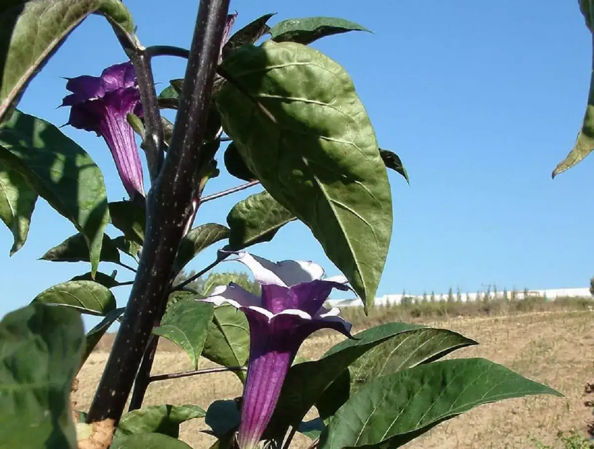 How To Use Karu Oomathai In Tamil,karu oomathai nanmaigal : எல்லா வகை ...