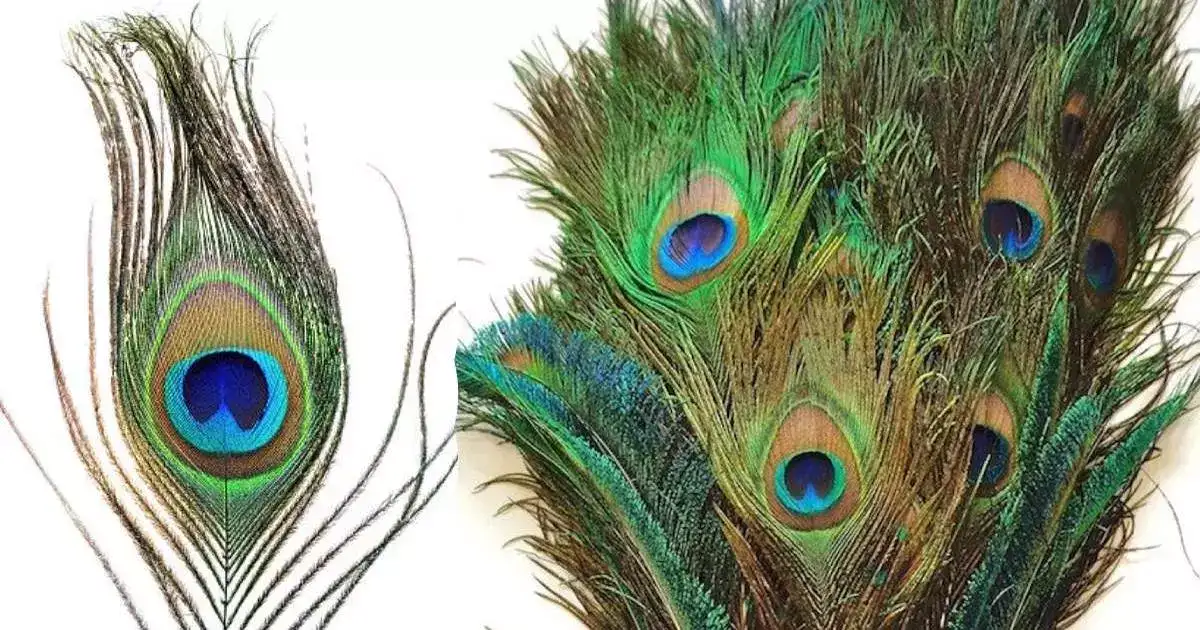 Peacock Feather Benefits,தடைகள் நீங்கி, தெய்வீக சக்தி பெருக வீட்டில் ...