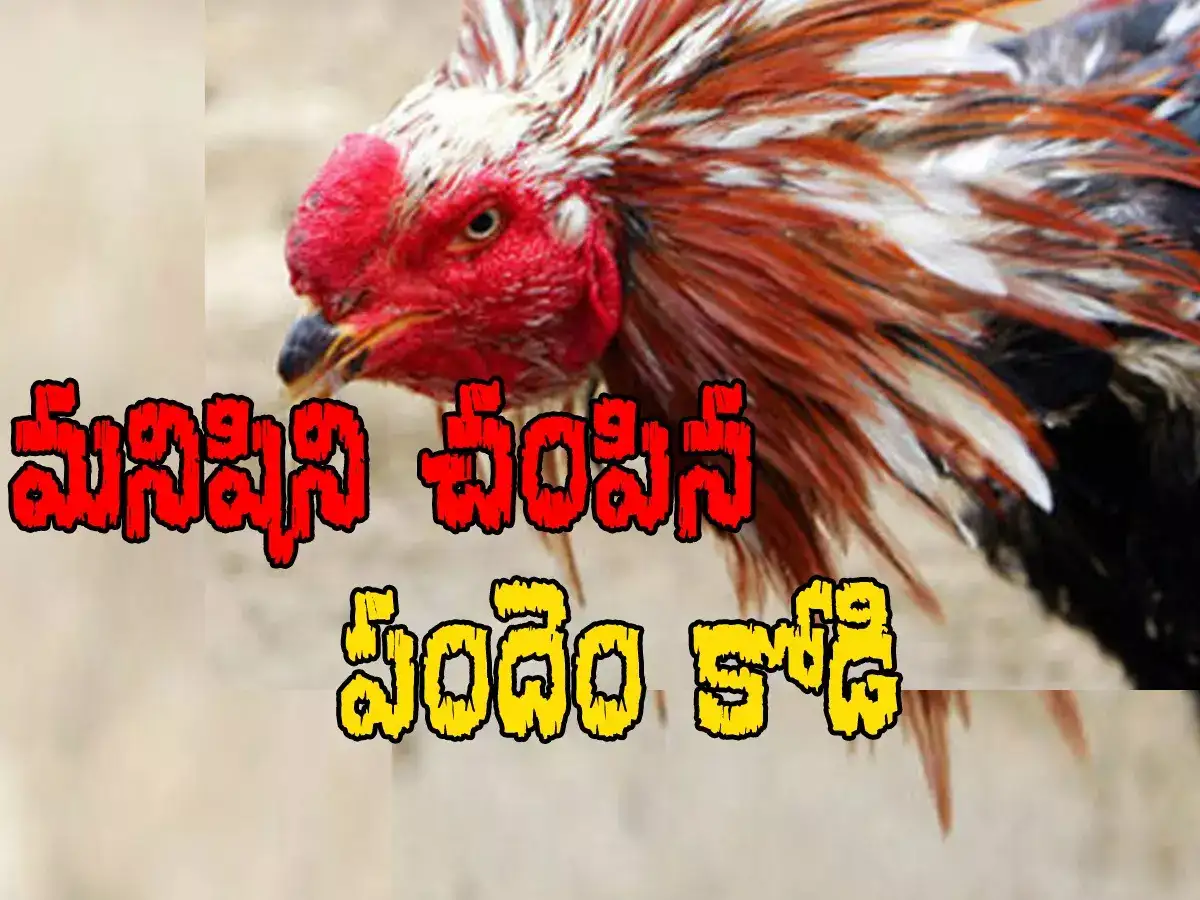 Cock Fighting,మనిషిని చంపిన కోడి.. సరదాగా పందెం చూడటానికి వెళ్తే ...