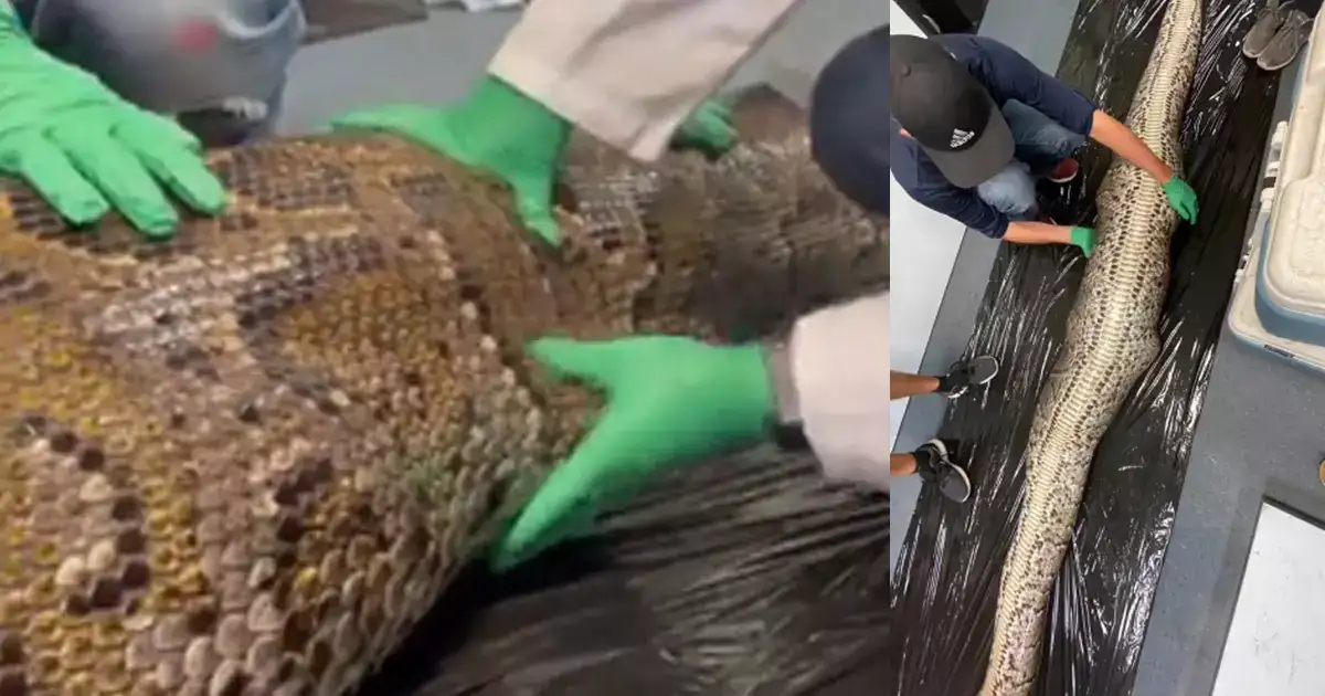 Giant Python Swallows Alligator Watch Viral Video; अजगराच्या पोटातून जे ...