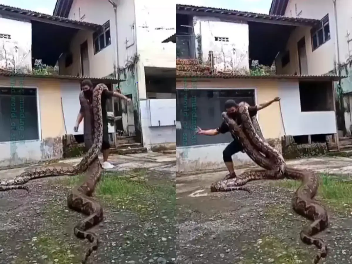 Indonesian Man Dances With 2 Pythons,Snake Dance Viral: ...म्हणून हा लय ...