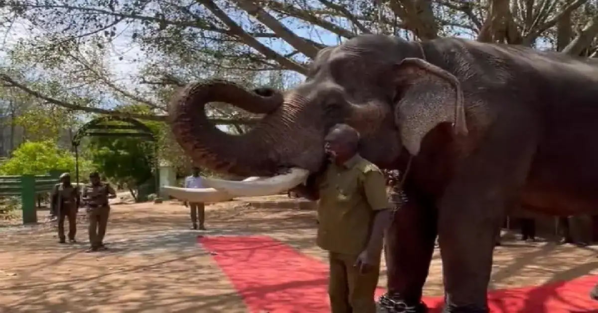 Anaimalai Kumki Elephant Kaleem Retirement,அரசு மரியாதையுடன் காட்டு ...