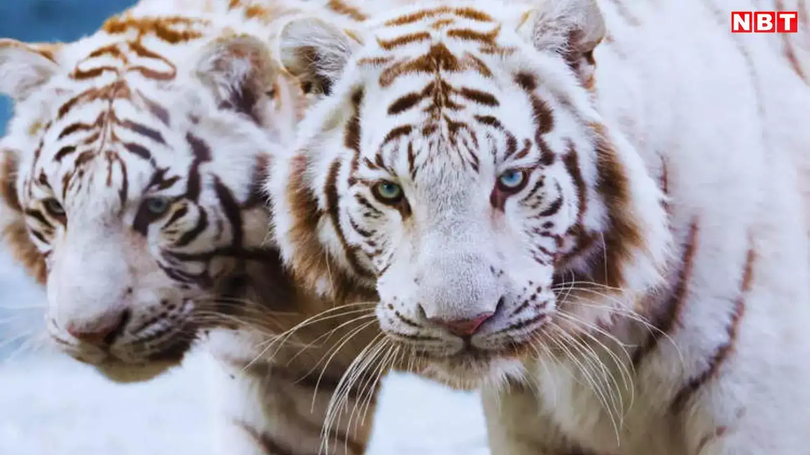 Indian Ka Pehla White Tiger Breeding Center,देश में पहली बार: एमपी में ...