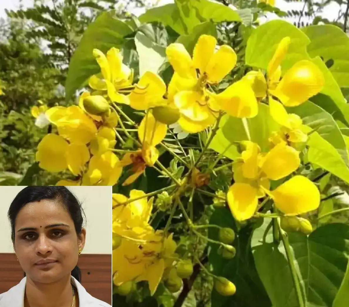Avaaram Poo Benefits In Ayurveda,ஆவாரம்பூ: எத்தனை நோய்க்கு அருமருந்தா ...