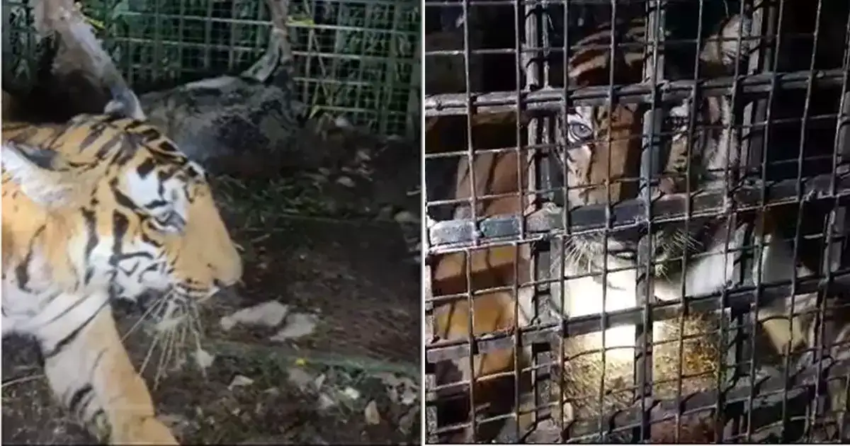 വയനാട് പനവല്ലിയിലെ കടുവ പിടിയിൽ,ഒടുവില്‍ ഒന്നരമാസത്തെ ഭീതിയകന്നു ...