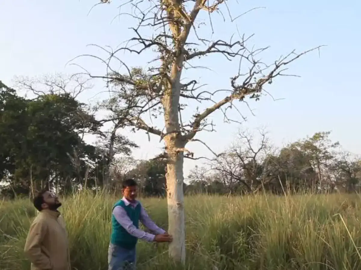 Tickling Tree,Video: కితకితల చెట్టు.. ముట్టుకుంటే నవ్వుతుంది.. ఎలాగంటే ...