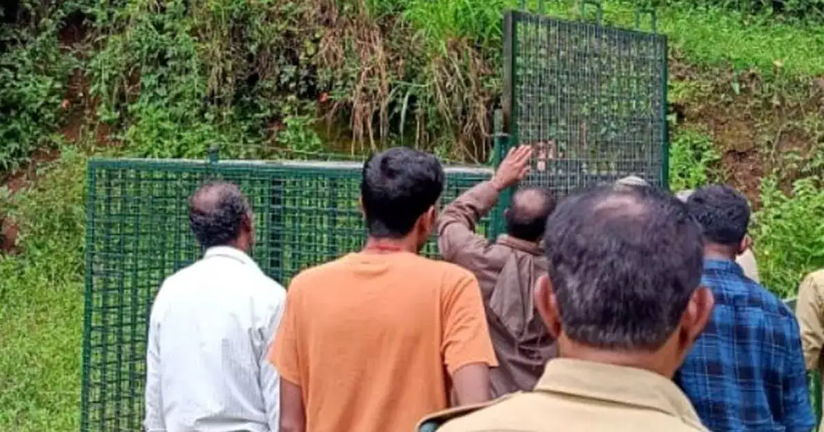 Tiger In Panavally,ഭീതിയൊഴിയാതെ പനവല്ലി; കടുവ കാണാമറയത്ത് തന്നെ ...