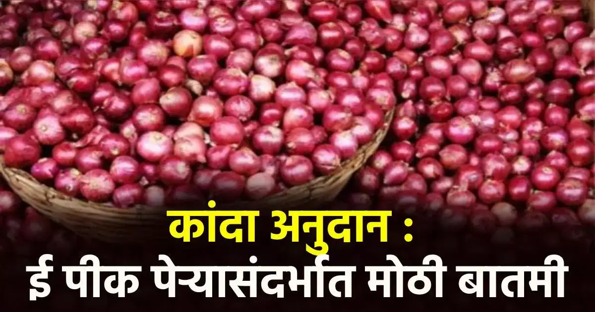 कांदा अनुदानाबाबत मोठी बातमी, ई पीक पेऱ्याचा तिढा सुटला, सरकारनं मार्ग ...