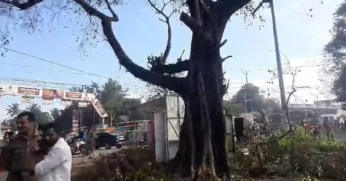 Banyan Tree Cut For Nava Kerala Sadas,നവകേരള സദസ്സ് ബസ് കടന്നുപോകാൻ 100 ...