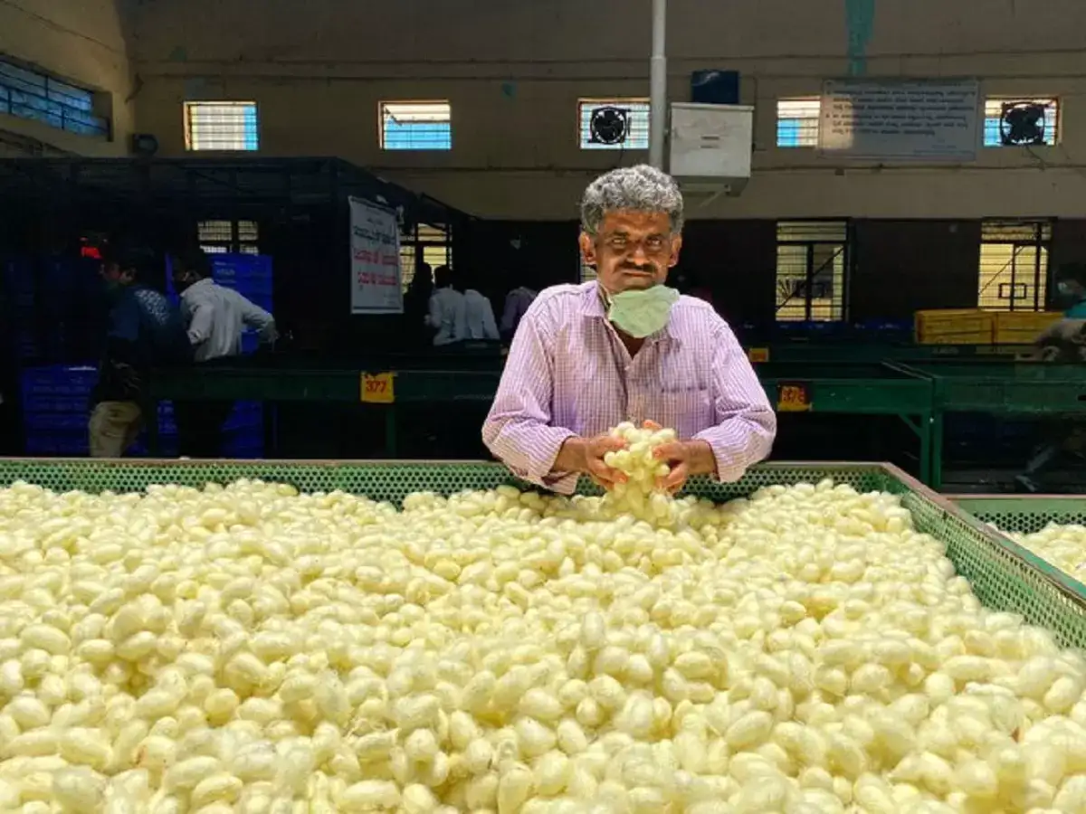 Silk Samagra Scheme,தமிழ்நாட்டில் பட்டுப்புழு வளர்ப்பு திட்டம்.. மத்திய ...