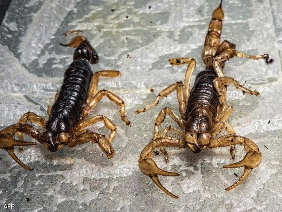 Egypt Scorpion Storm: Scorpion Attack In Egypt After Flooding & Snow In ...