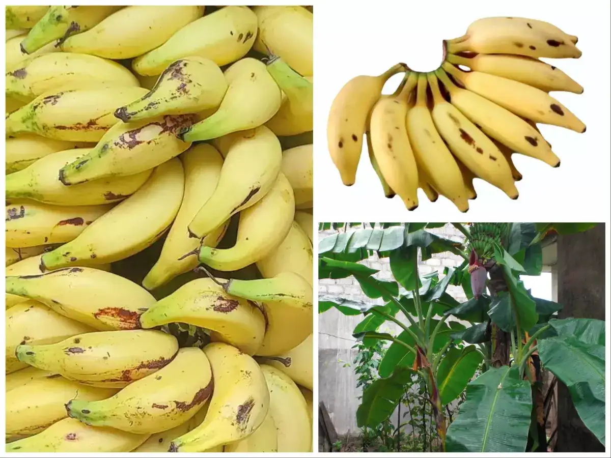 Matti Banana,கன்னியாகுமரி மட்டி வாழைப்பழம்! இத்தனை நன்மைகளா!! சும்மாவா ...