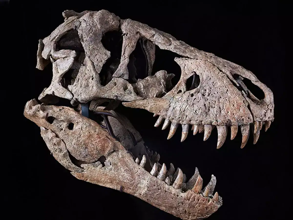 Maximus T-rex Skull Auction,அடேங்கப்பா.. ரூ.50 கோடிக்கு மேல் விலைபோன ...