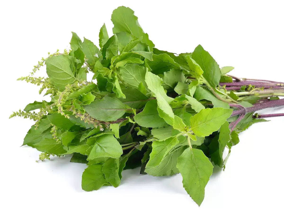 Tulsi For Diabetes,basil leaves : சர்க்கரை நோய் கட்டுக்குள் இருக்க ...