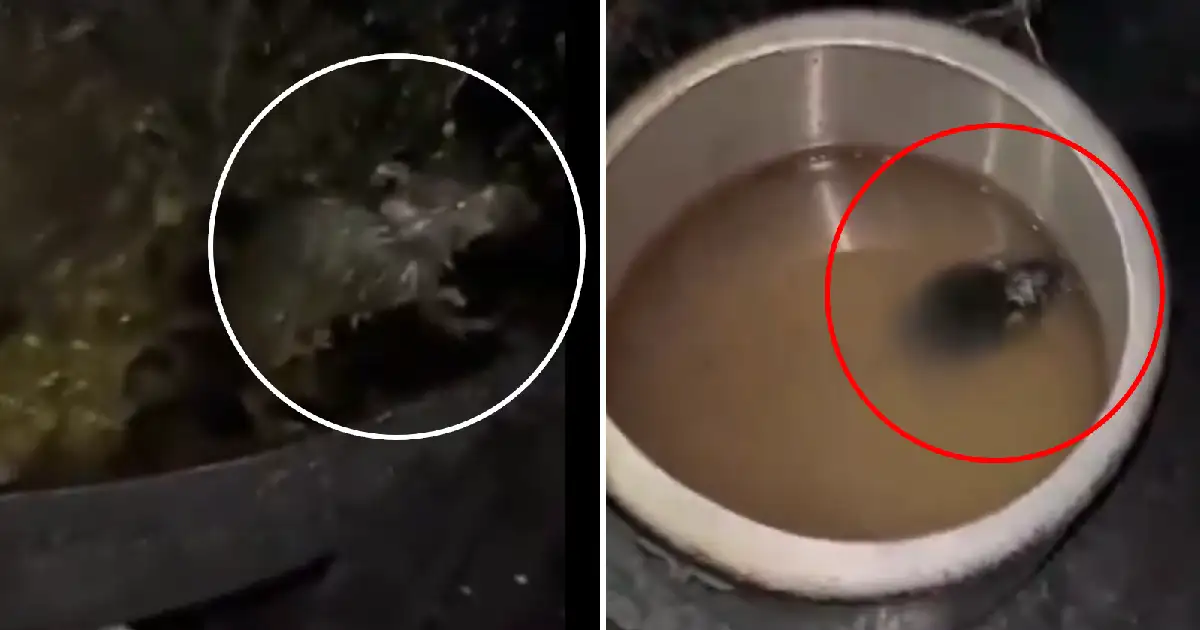 IIT Roorkee Viral Video Rats were found swimming in the mess food ...