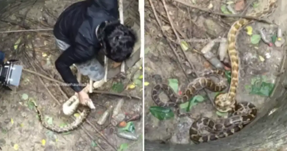3 Pythons Attack on Man while Rescue Operation Animal Video - विहिरीत ...