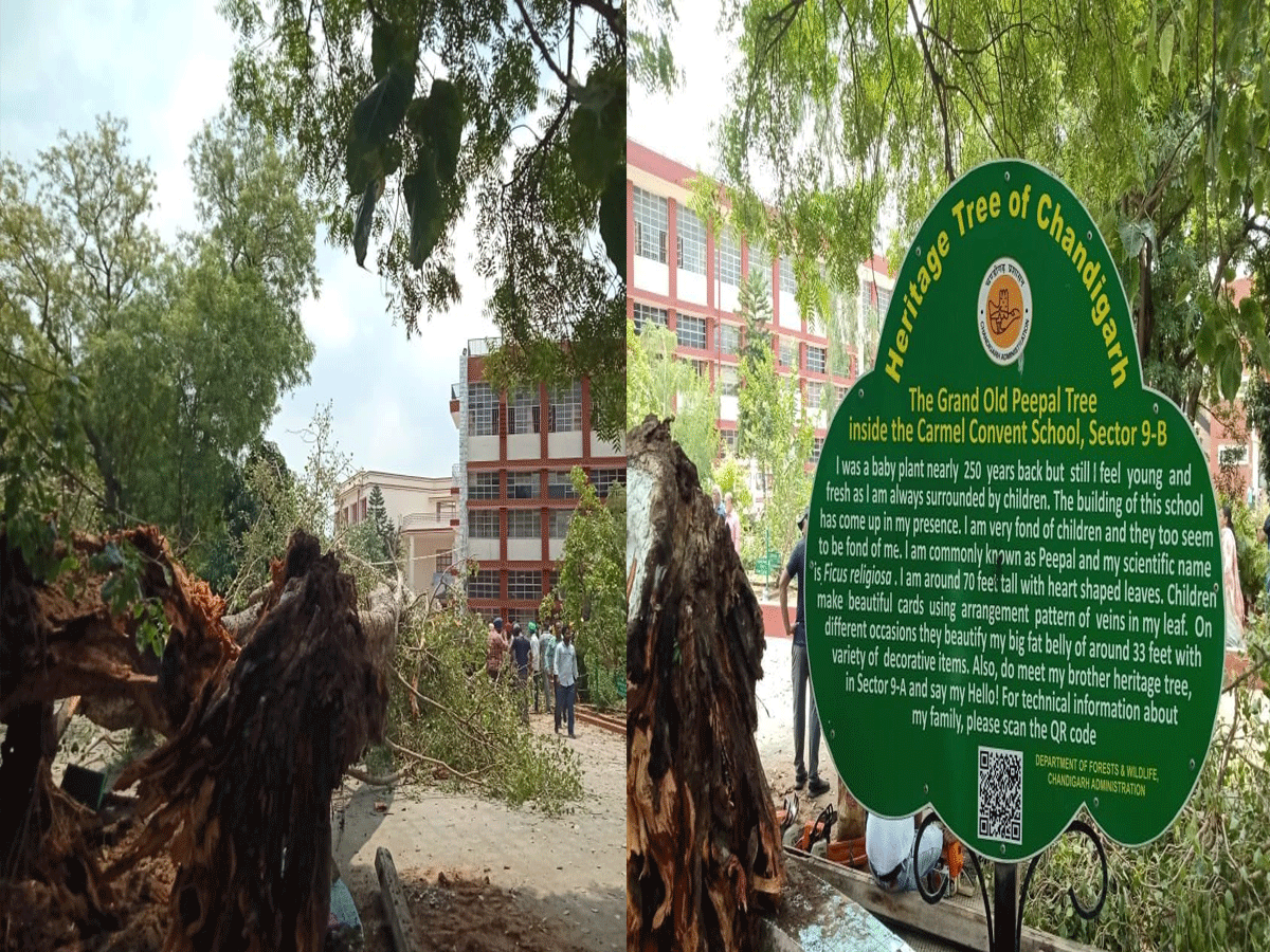 Chandigarh School accident: स्कूल में बच्चों पर गिरा 250 साल पुराना ...