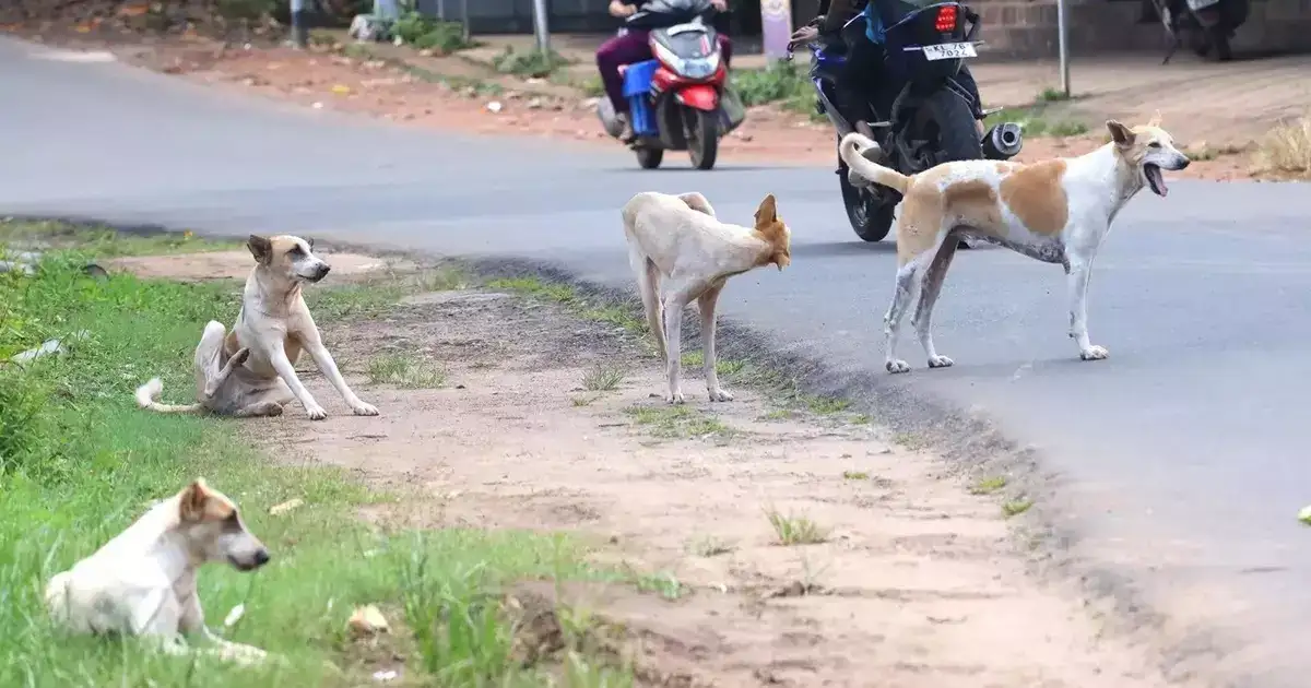 Kerala Stray Dog Sterilization Project,സർക്കാർ ഫണ്ട് ചെലവാക്കുന്നില്ല ...