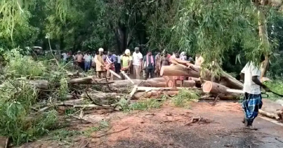 Palani Kodaikanal Road Giant Tree Fall,திண்டுக்கல்லில் சூறைக்காற்றுடன் பெய்த கனமழை - ராட்சத மரம் ...