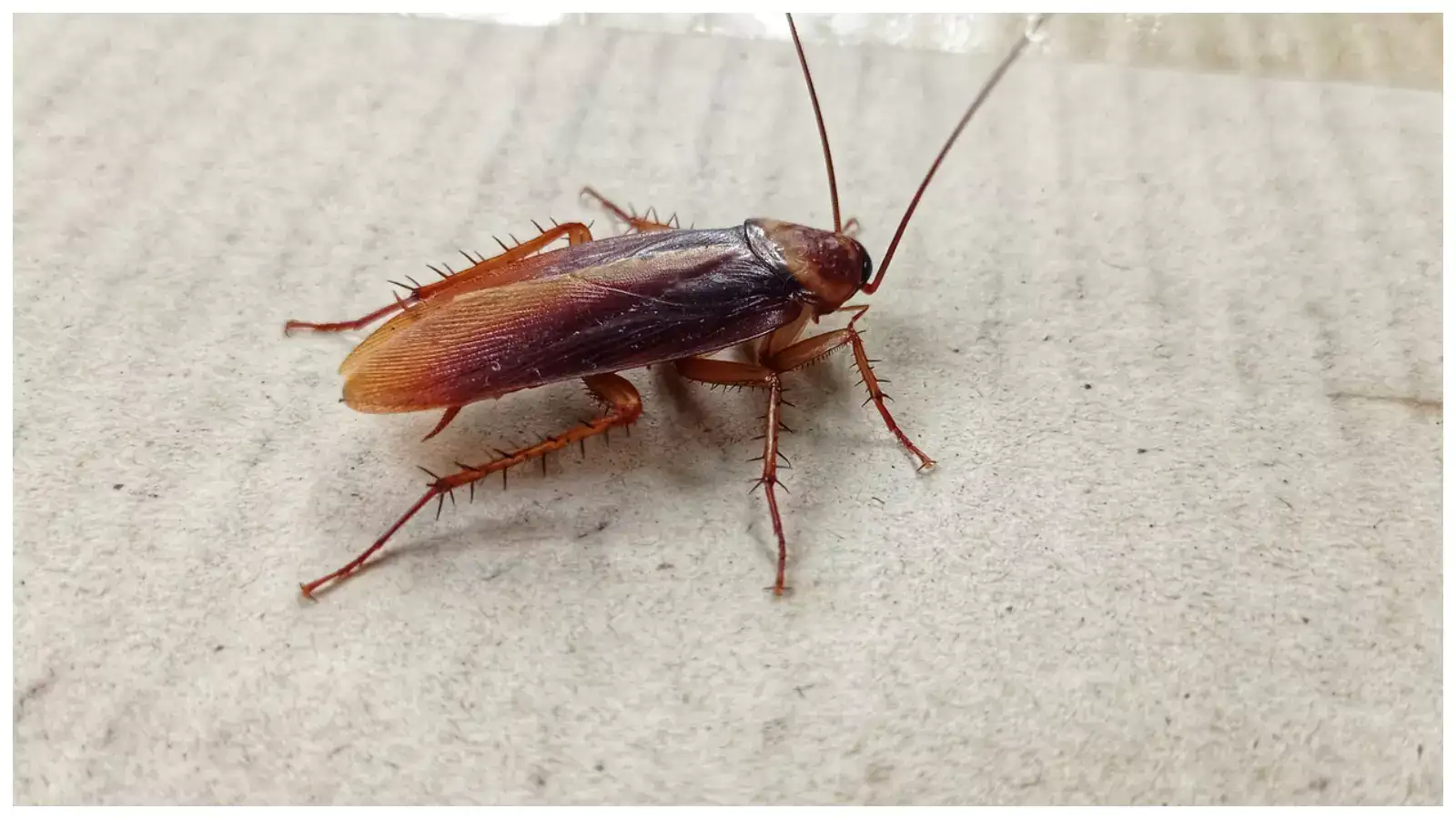 బొద్దింకలు పోవాలంటే ఏం చేయాలి,పంచదారలో ఈ పొడి కలిపి చల్లితే బొద్దింకలు ...