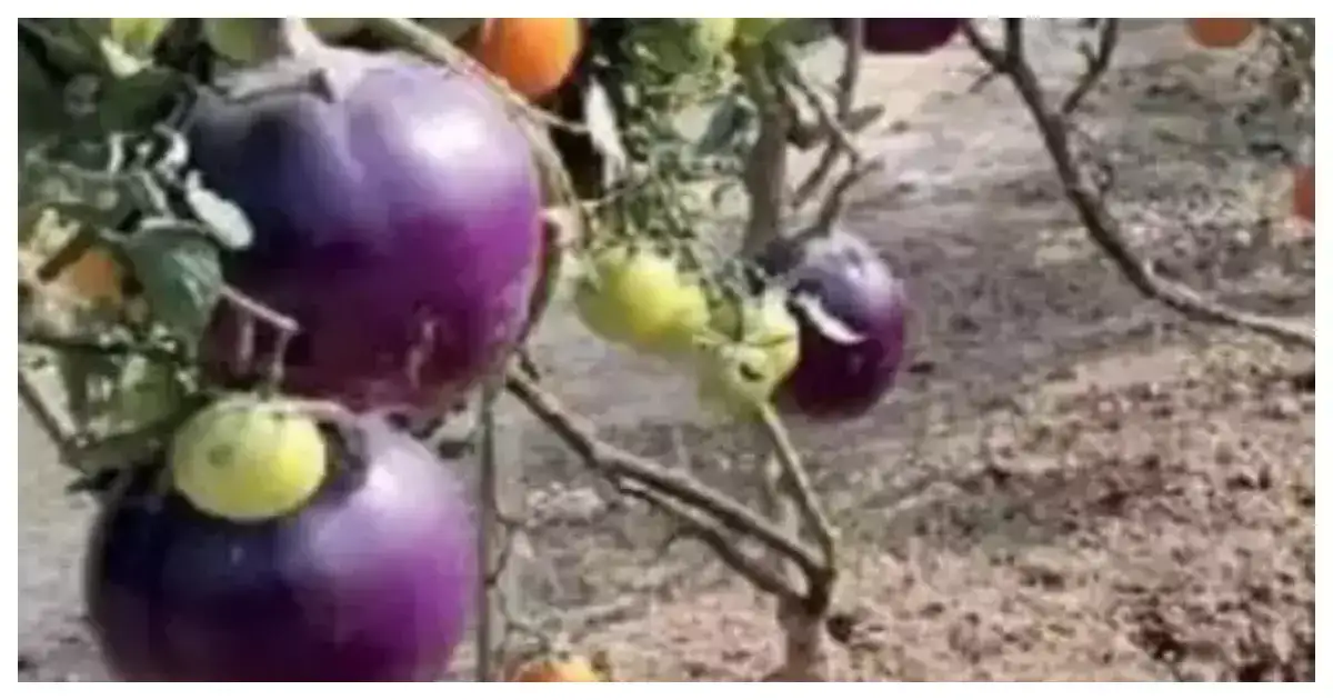 Hybrid Plants,Brimato : ఒకే మొక్కకి టమాట, వంకాయ, బంగాళాదుంప.. ఎలా ...