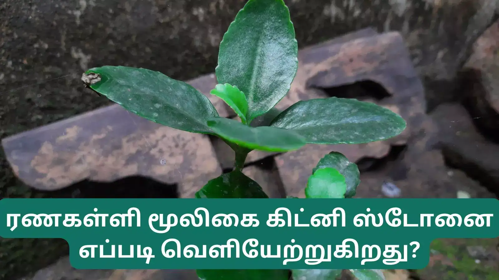 Ranakalli: சிறுநீரக கற்கள் கரைந்து வெளியேற, உடல் ரணங்களை குணமாக்க ...