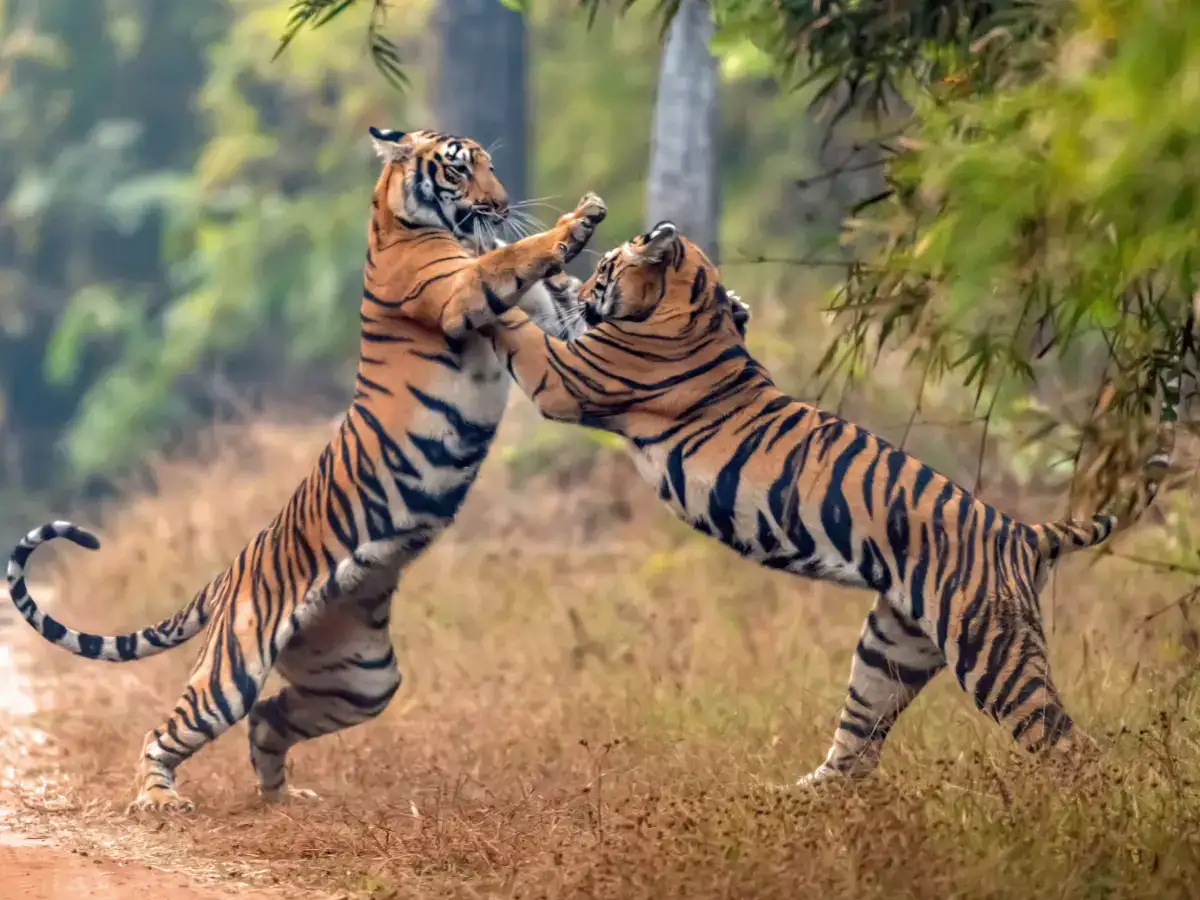 Leopard Enters Tiger Fight,புலிகளுக்குள் நடந்த சண்டையில் மூக்கை நுழைத்த ...