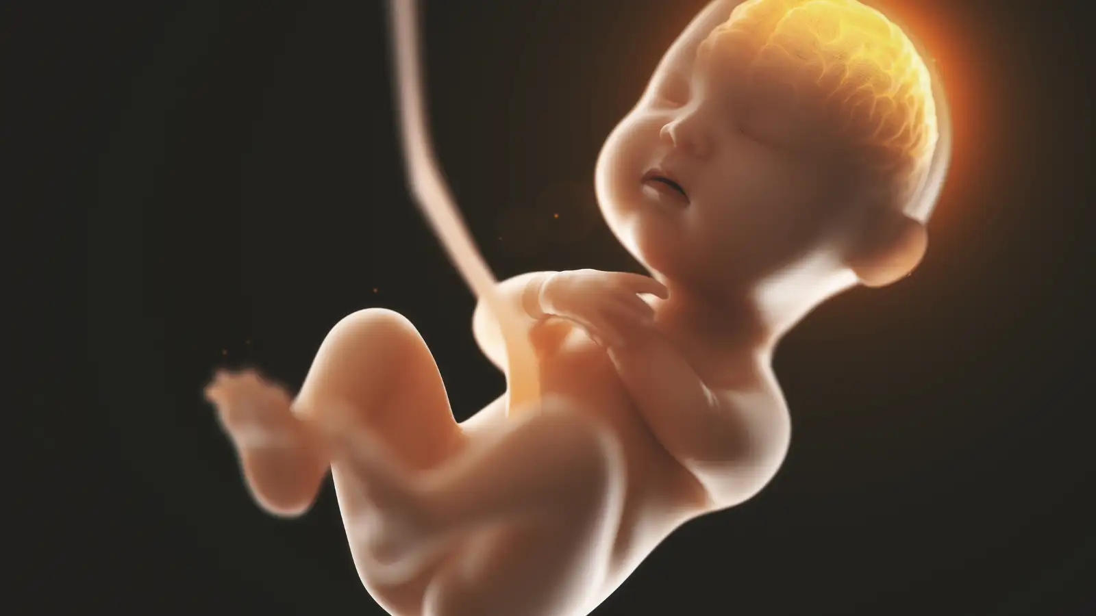 How the Umbilical Cord Supports Muscle and Organ Development
