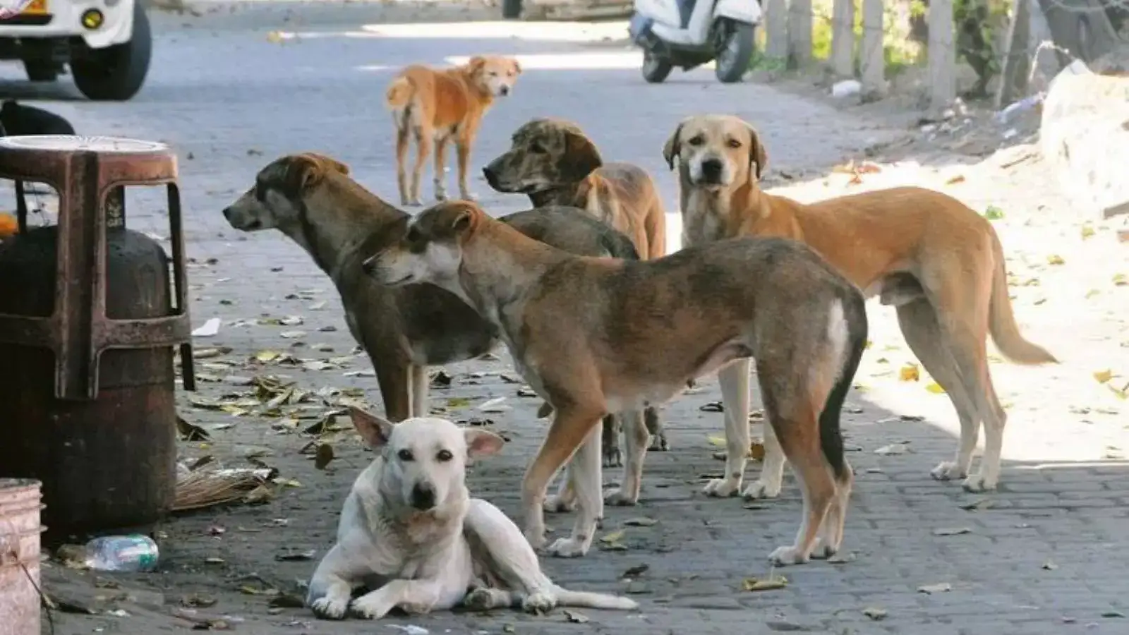 Tamil Nadu Stray Dogs Case,தமிழகத்தில் தீவிரமாகும் தெரு நாய்கள் ...
