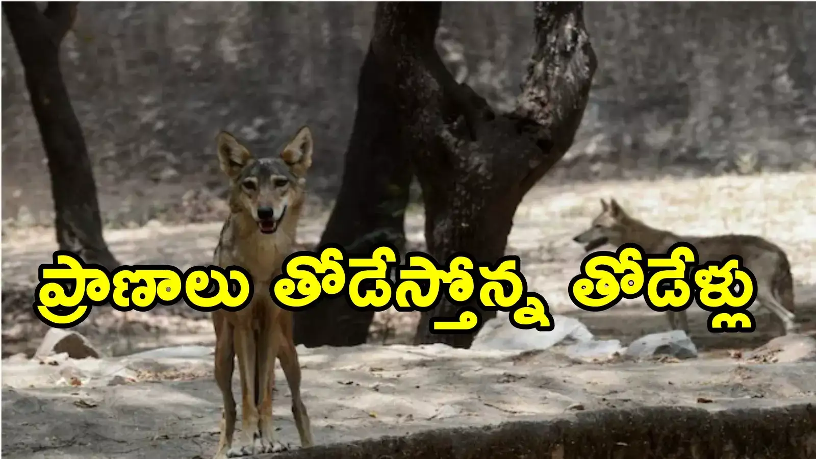 Up Killer Wolves Up Killer Wolves,Operation Bhediya: టెడ్డీ బేర్లకు ...