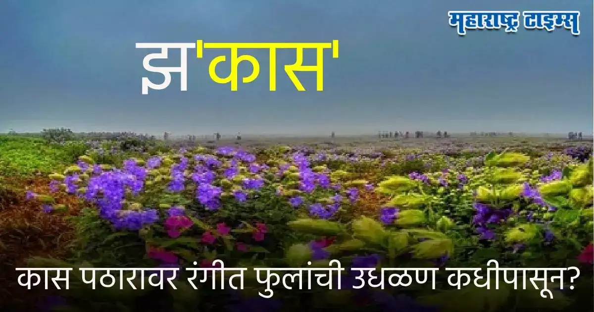 Best Time to Visit Kas Pathar or Kaas Plateau in Satara; सातारा कास ...