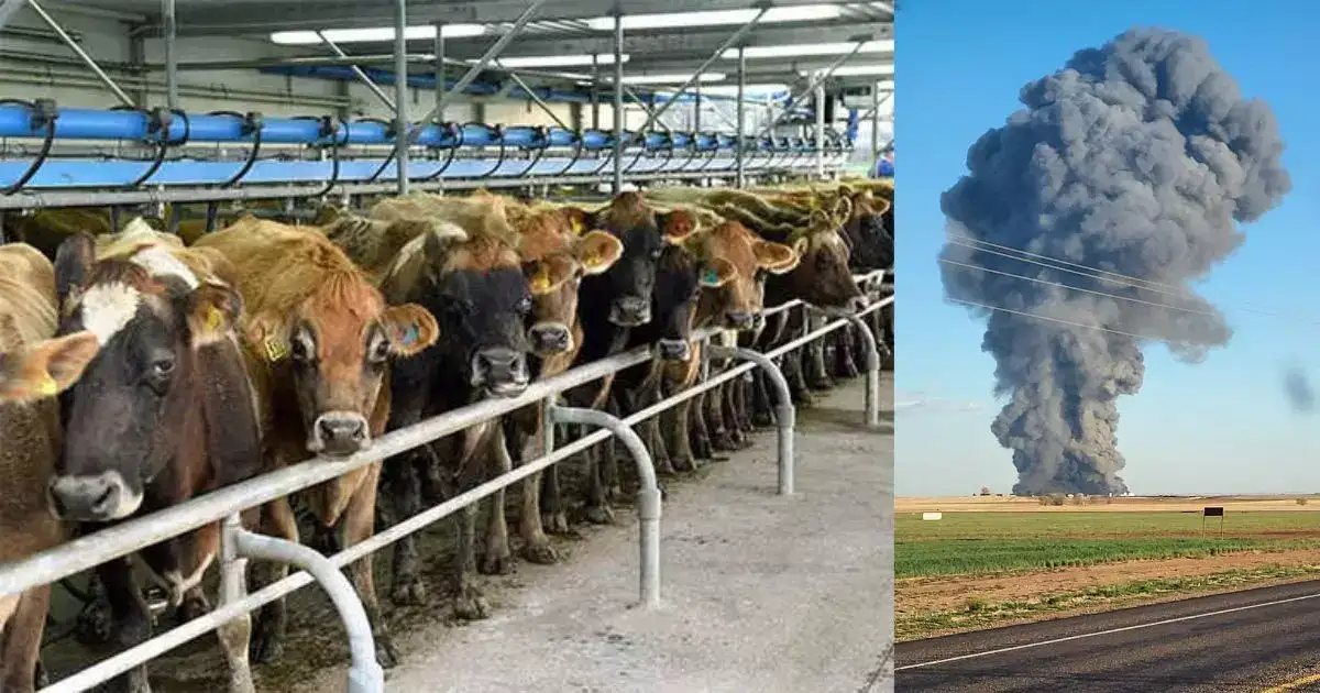 Texas Dairy Farm Fire 18000 Cows Dies; भीषण स्फोट झाला अन् आग लागली ...